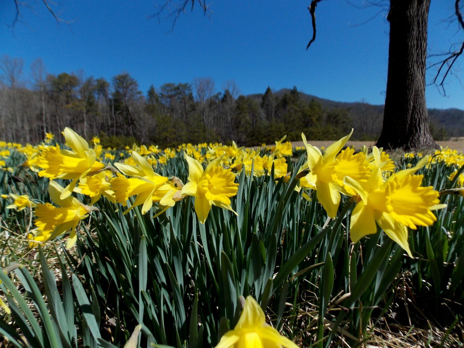 What's Happening in March in the Smoky Mountains