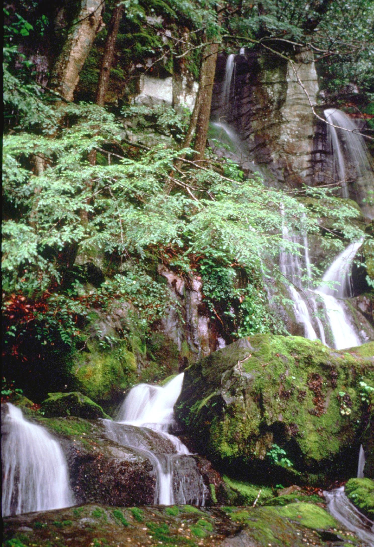 Best Smoky Mountain Waterfalls: Place of a Thousand Drips